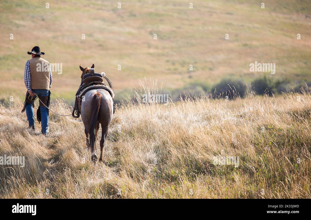 Rear view of horse hi-res stock photography and images - Alamy