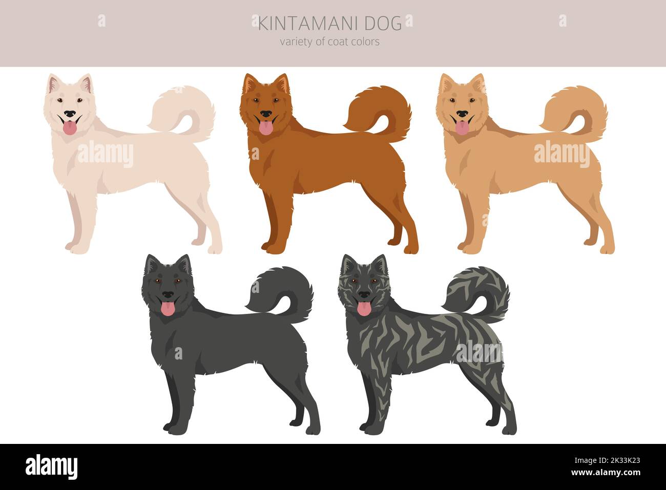 Kintamani Bali dog clipart. Different coat colors set. Vector ...