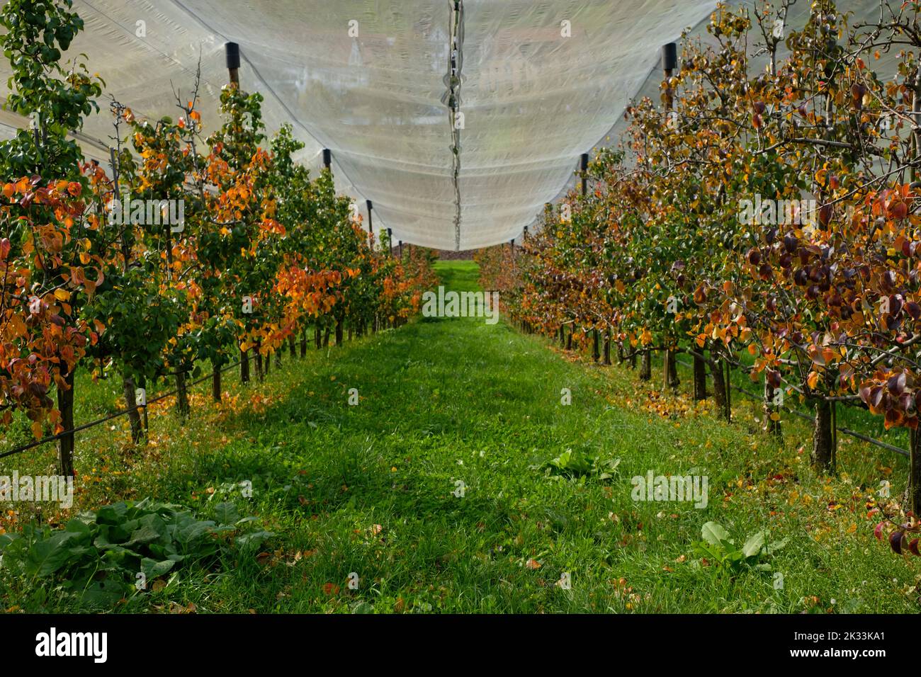 Fruit plantation orchard trees with protective nets against birds Stock ...
