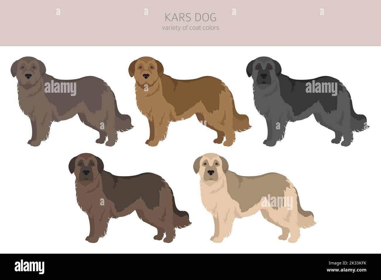 Kars dog clipart. Different coat colors set. Vector illustration Stock ...
