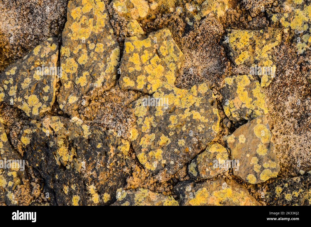 A top view of a stone footpath in the wild covered in yellow lichen ...