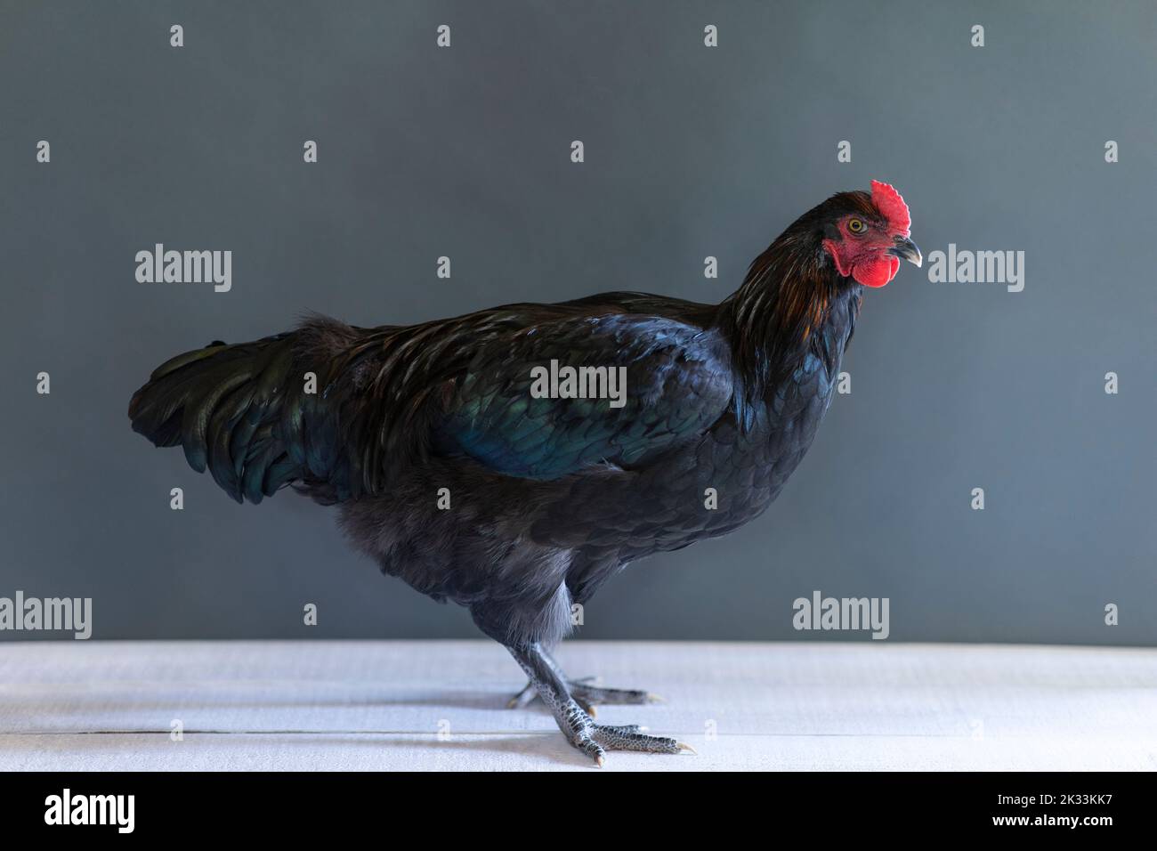 Ameraucana rooster hi-res stock photography and images - Alamy