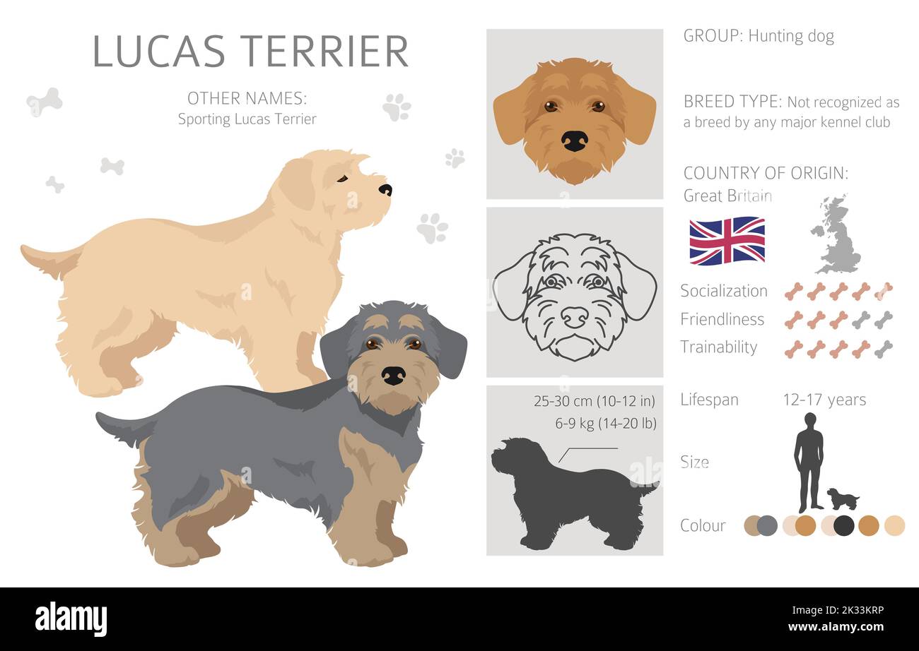 Lucas terrier clipart. Different coat colors set. Vector illustration ...