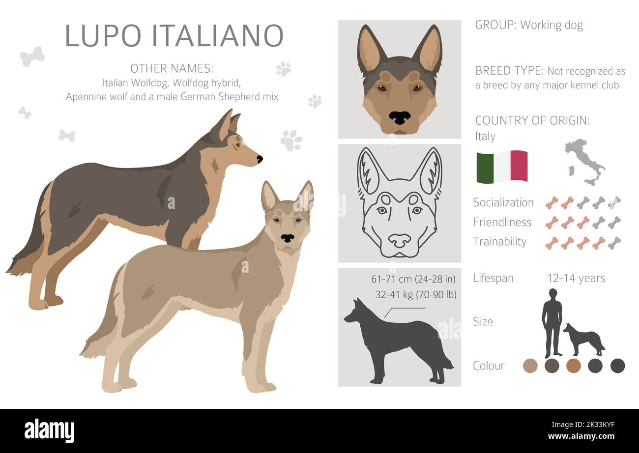 What Is The Breed Of Lupo Italiano