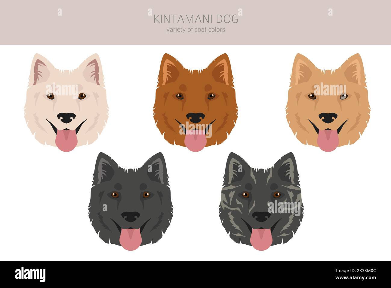 Kintamani Bali dog clipart. Different coat colors set. Vector ...