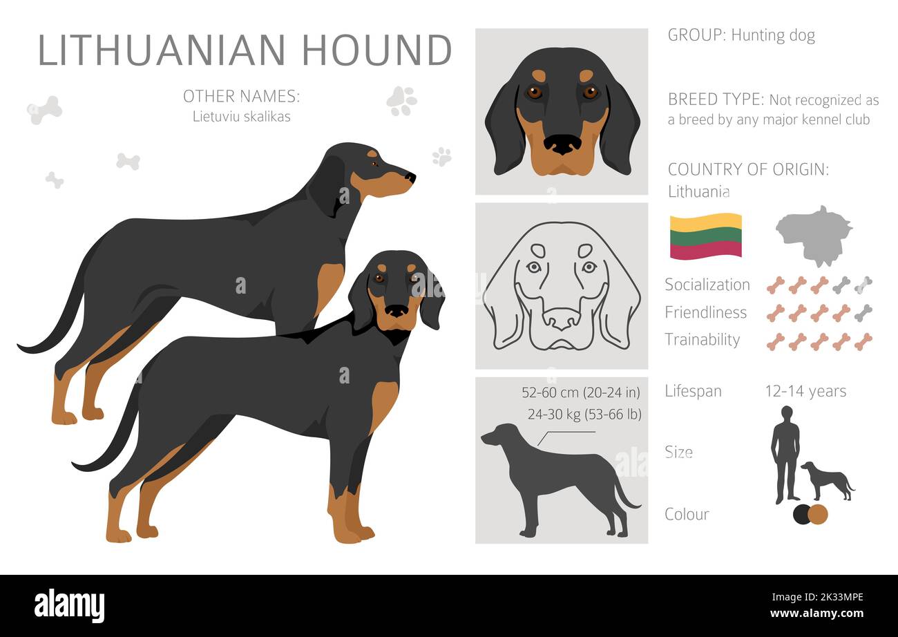 Lithuanian Hound