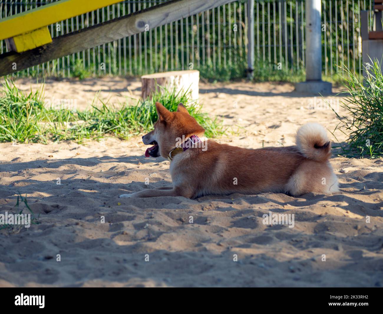 Shiba Inu plays on the dog playground in the park. Cute dog of shiba ...