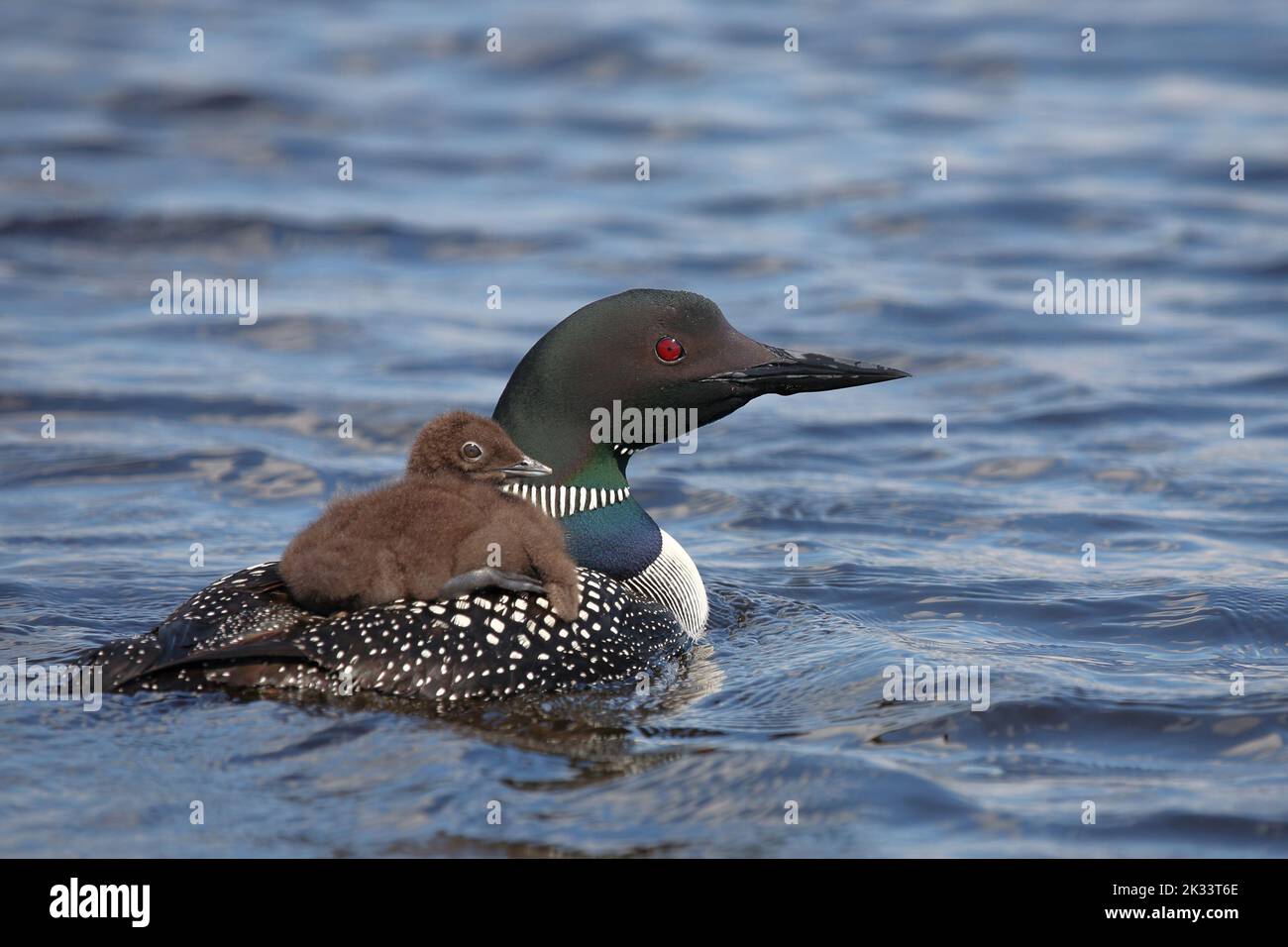 Eistaucher / Common Loon / Gavia immer Stock Photo - Alamy