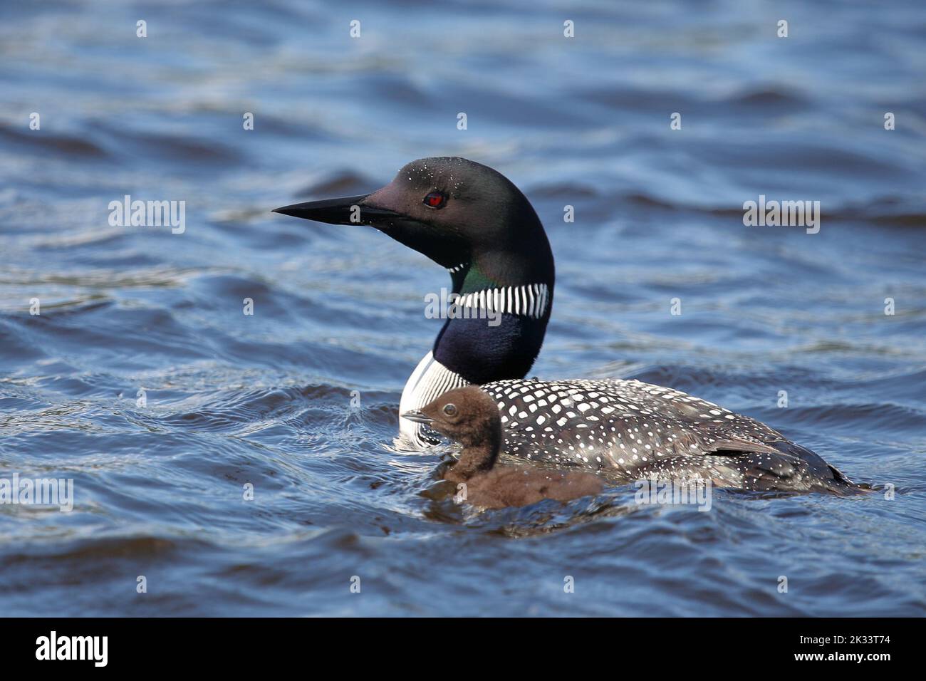 Eistaucher / Common Loon / Gavia immer Stock Photo - Alamy