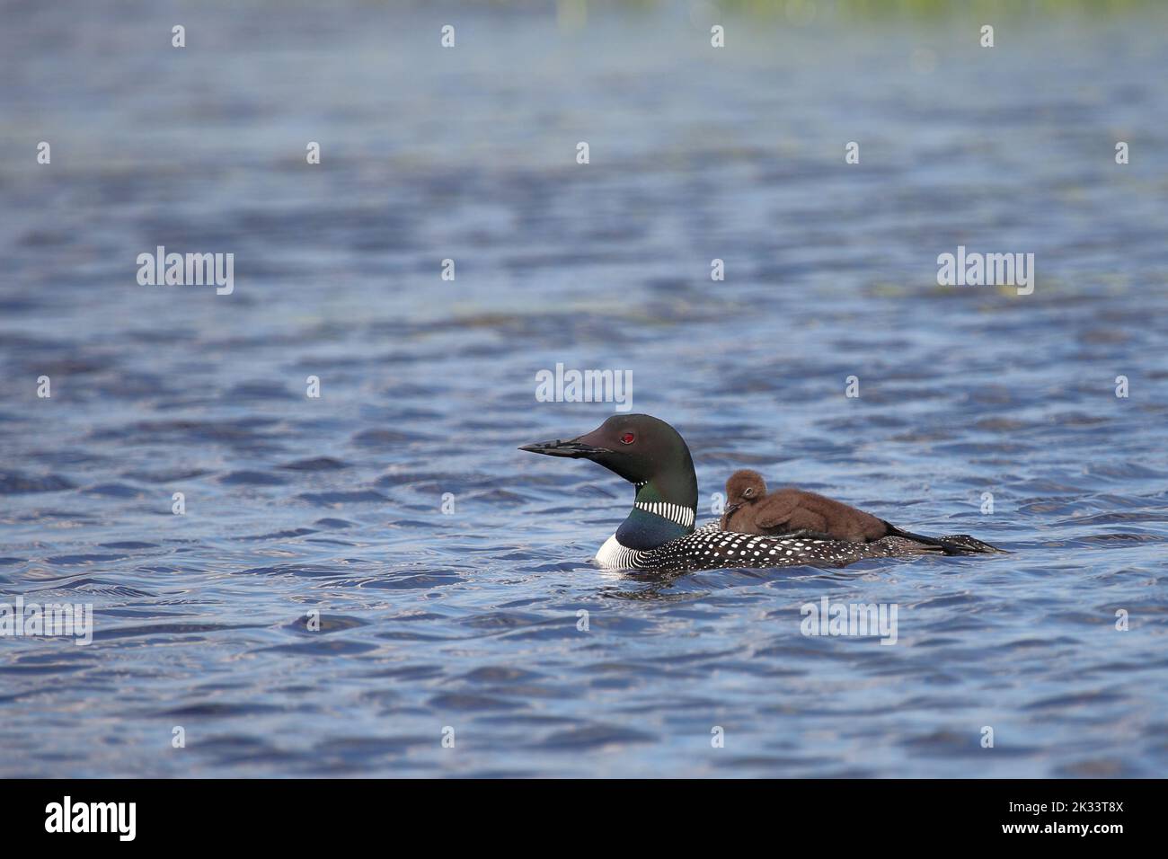 Eistaucher / Common Loon / Gavia immer Stock Photo - Alamy