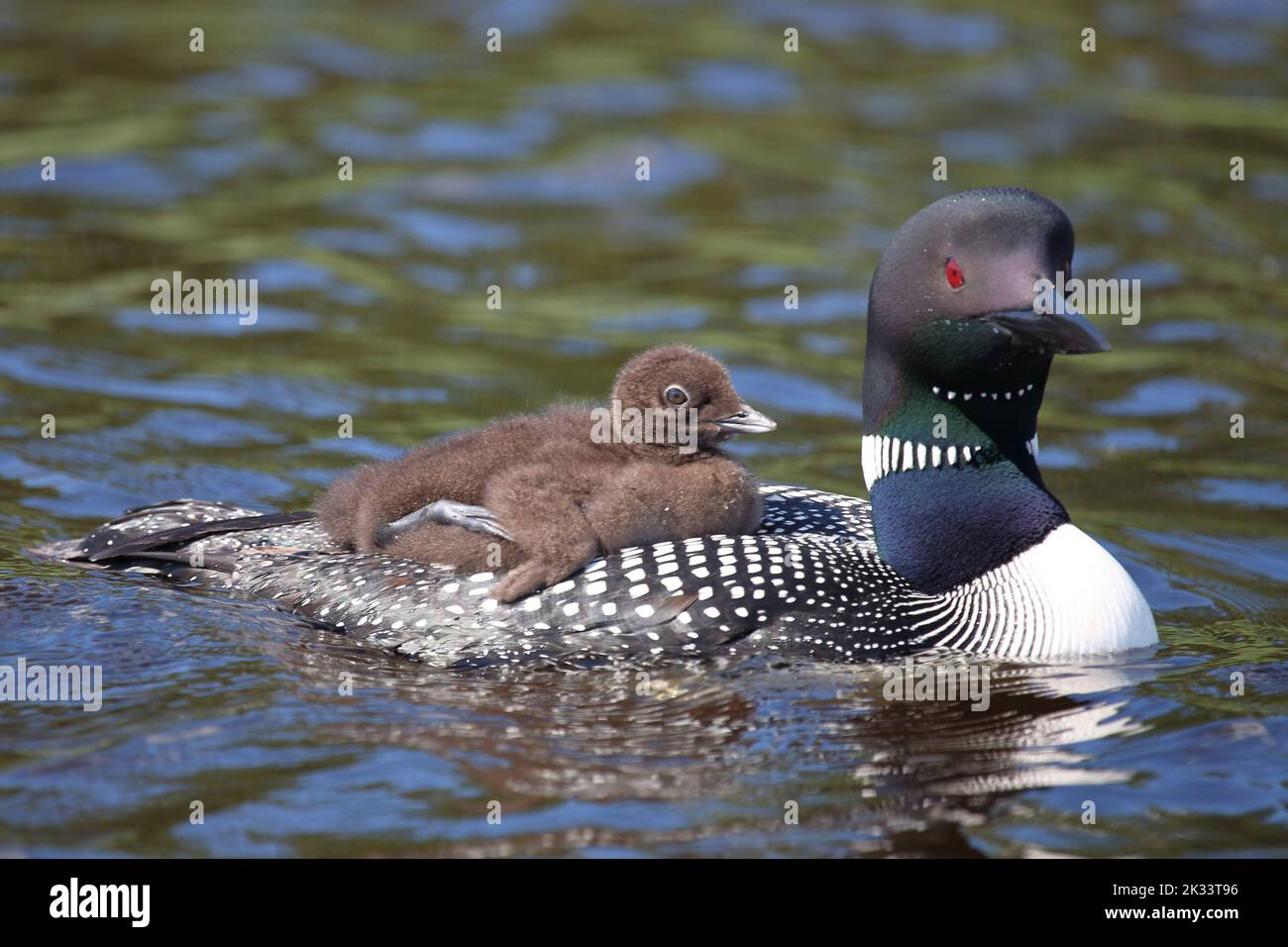 Eistaucher / Common Loon / Gavia immer Stock Photo - Alamy