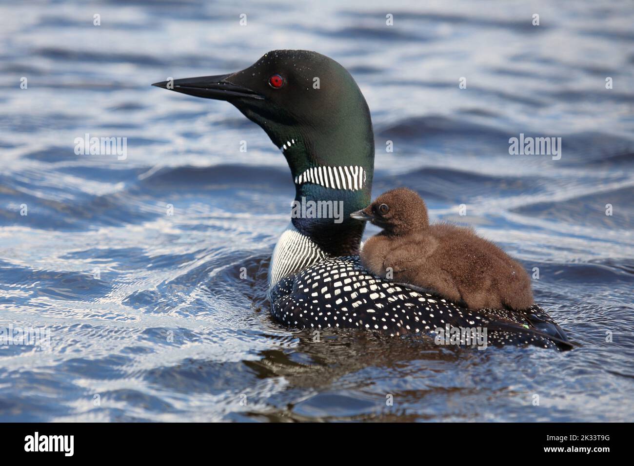 Eistaucher / Common Loon / Gavia immer Stock Photo - Alamy