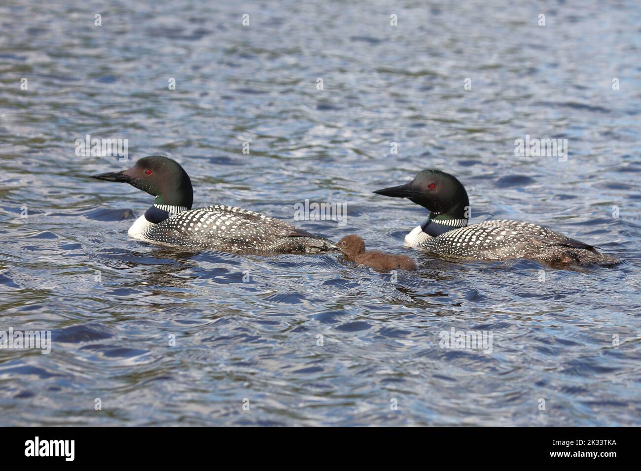 Eistaucher / Common Loon / Gavia immer Stock Photo - Alamy