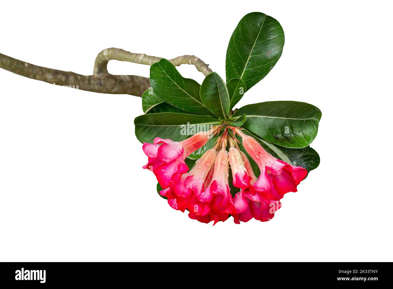 Adenium flower stalks that are blooming are red and pink with fresh ...