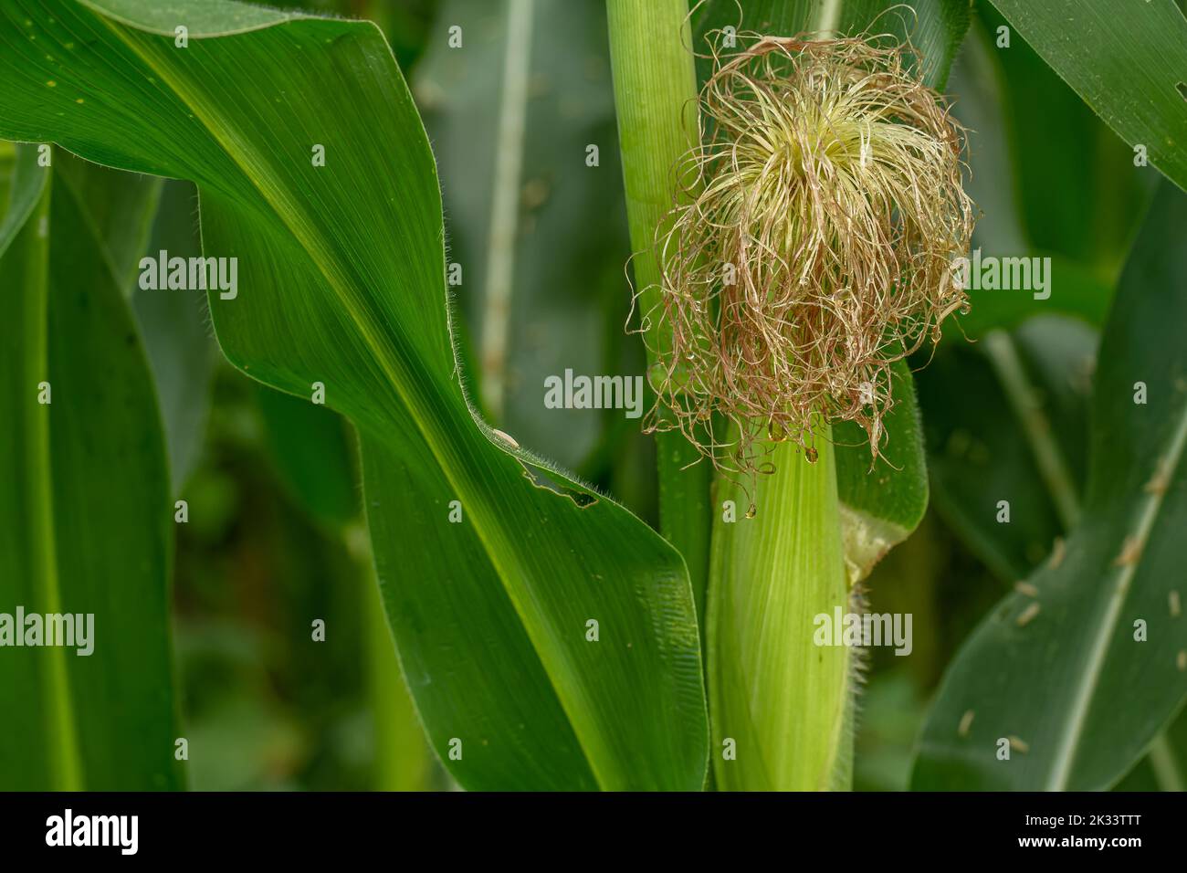 A young corn fruit whose flower hair is in the form of brown hair is ...