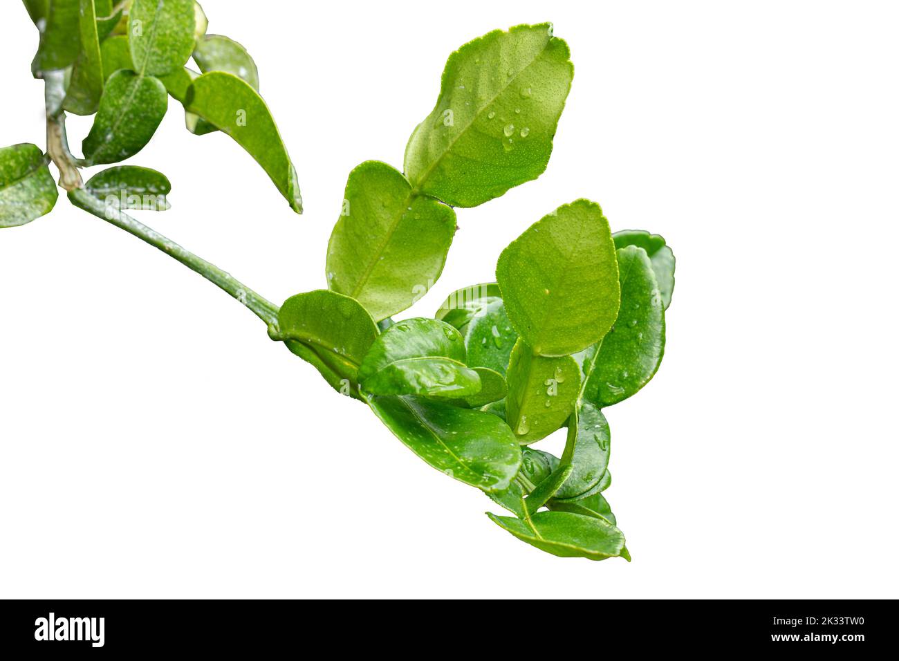 Small twigs of kaffir lime plants with green leaves have serrations on ...