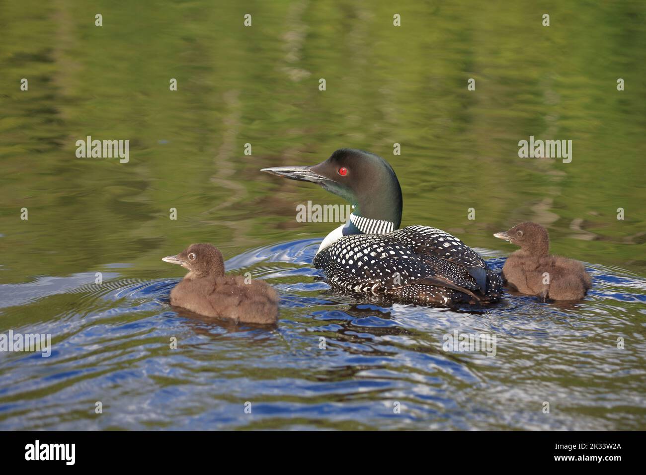 Eistaucher / Common Loon / Gavia immer Stock Photo - Alamy