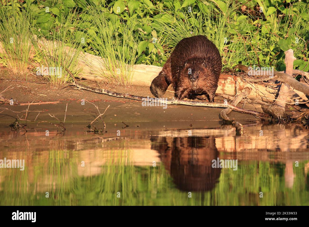 Kanadische biber hi-res stock photography and images - Alamy