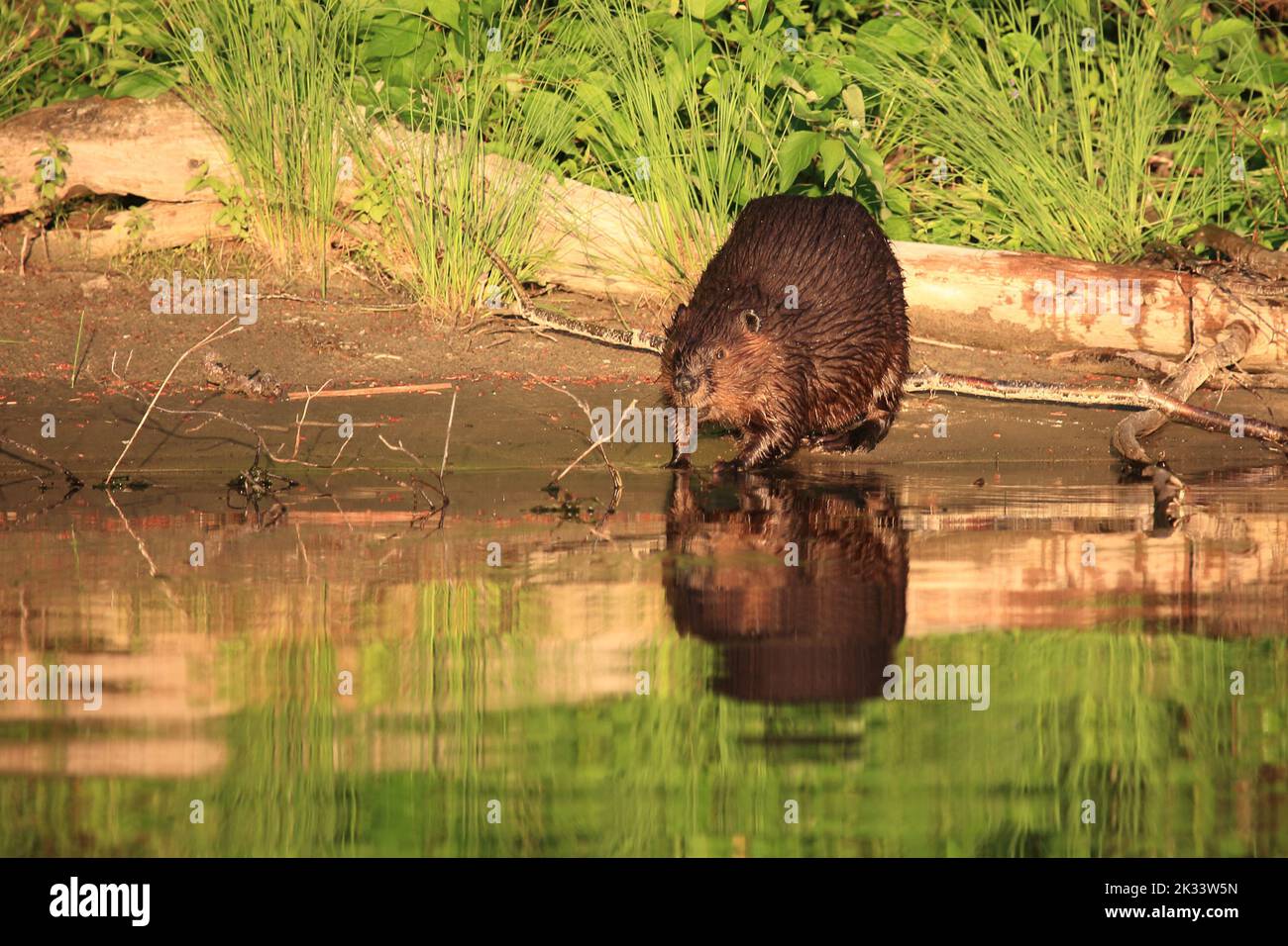 Biber / Beaver / Castor fiber Stock Photo - Alamy