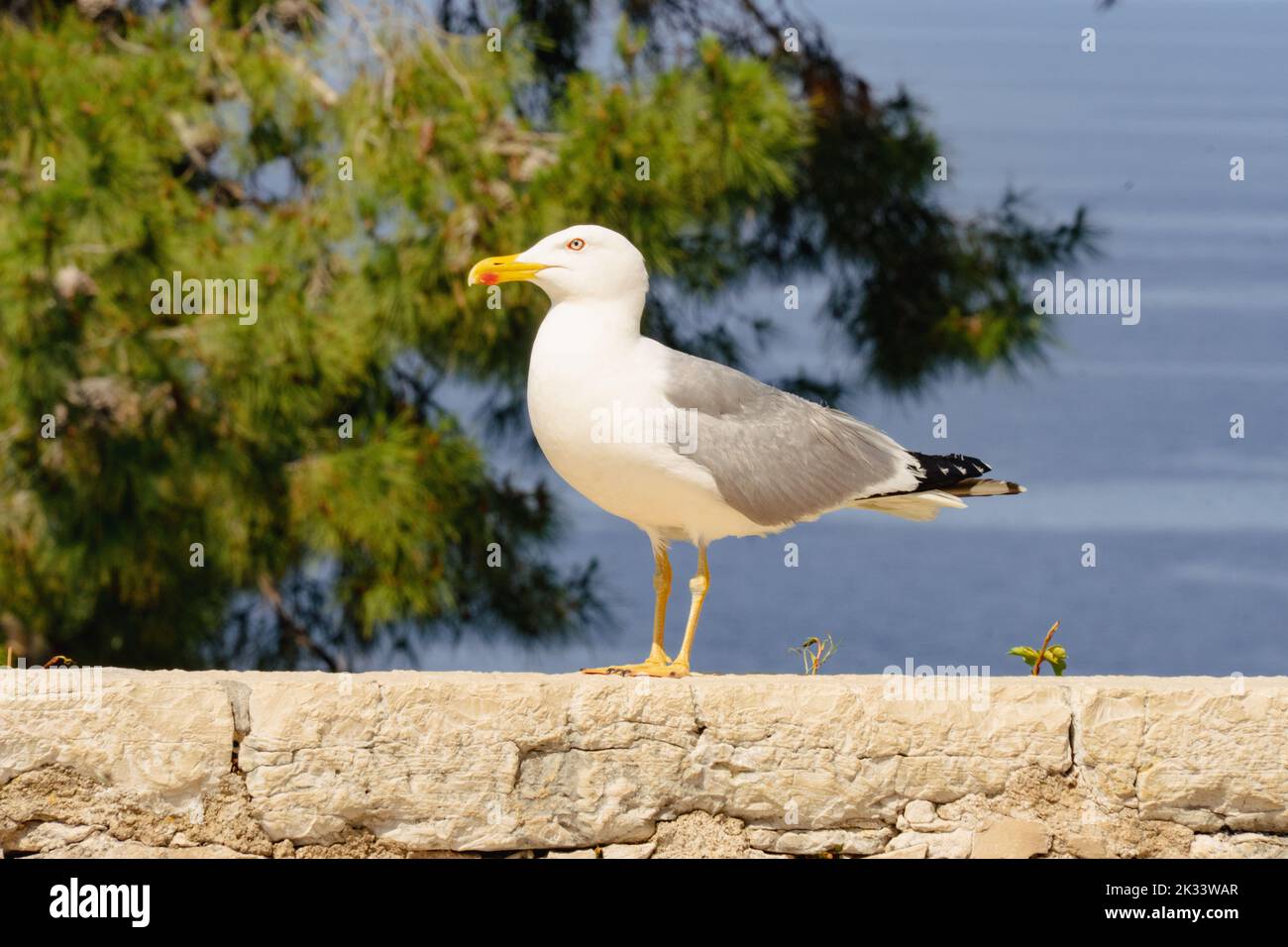 A seagull perching on a concrete fence Stock Photo - Alamy