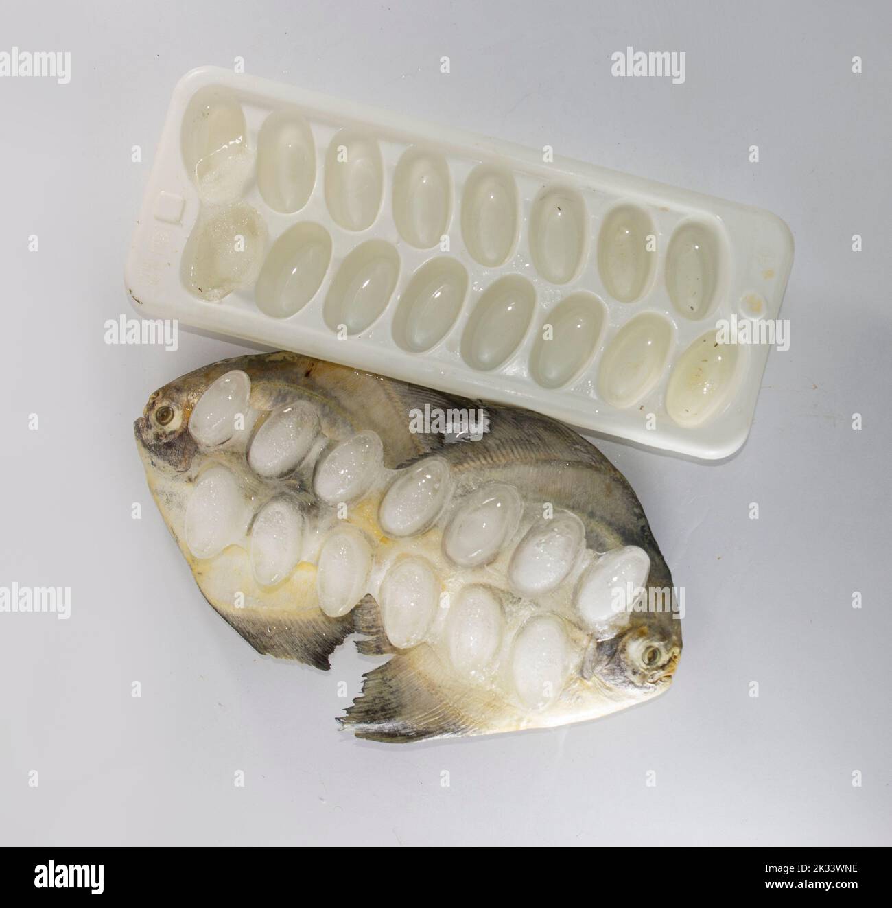 Silver pomfret after long time kept in freezer. not so fresh Stock ...