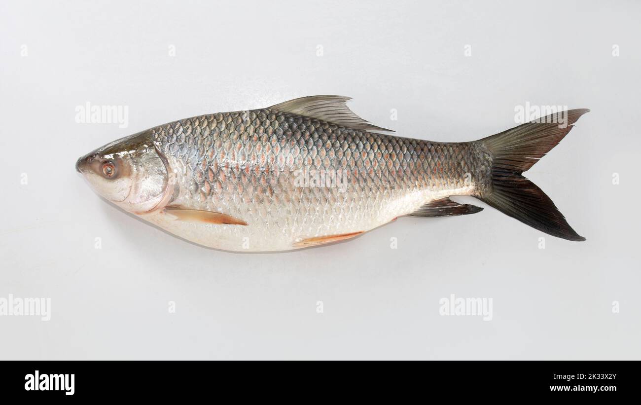The rohu, rui, or roho labeo is a species of fish of the carp family ...
