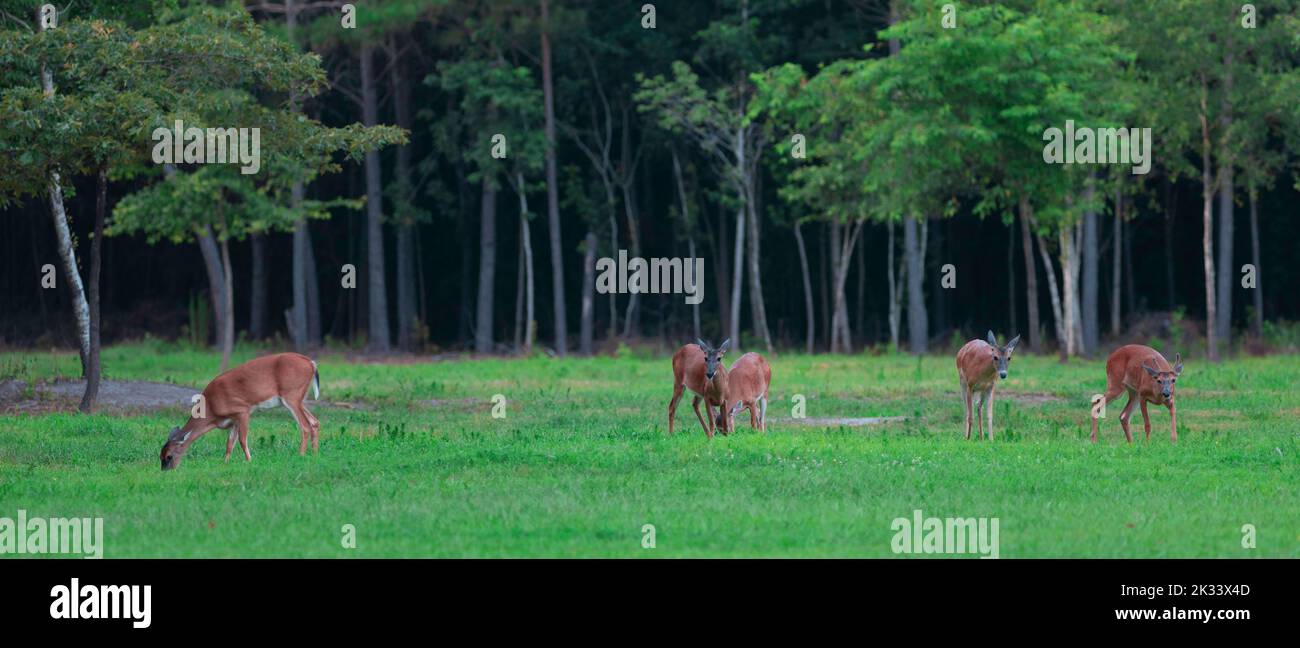 Five whitetail deer coming toward the camera in North Carolina Stock ...