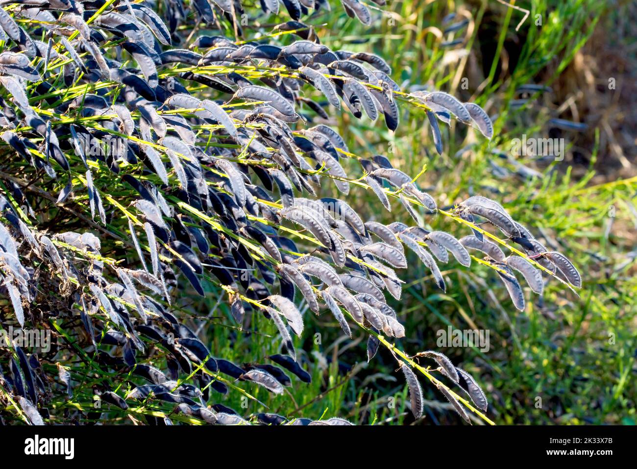 Broom (cytisus scoparius), close up showing a mass of the black seed ...