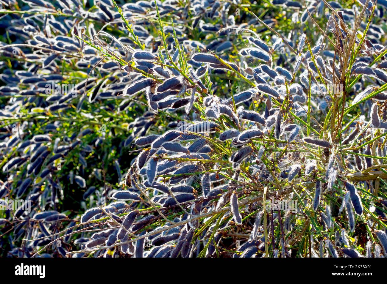 Broom (cytisus scoparius), close up showing a mass of the black seed ...