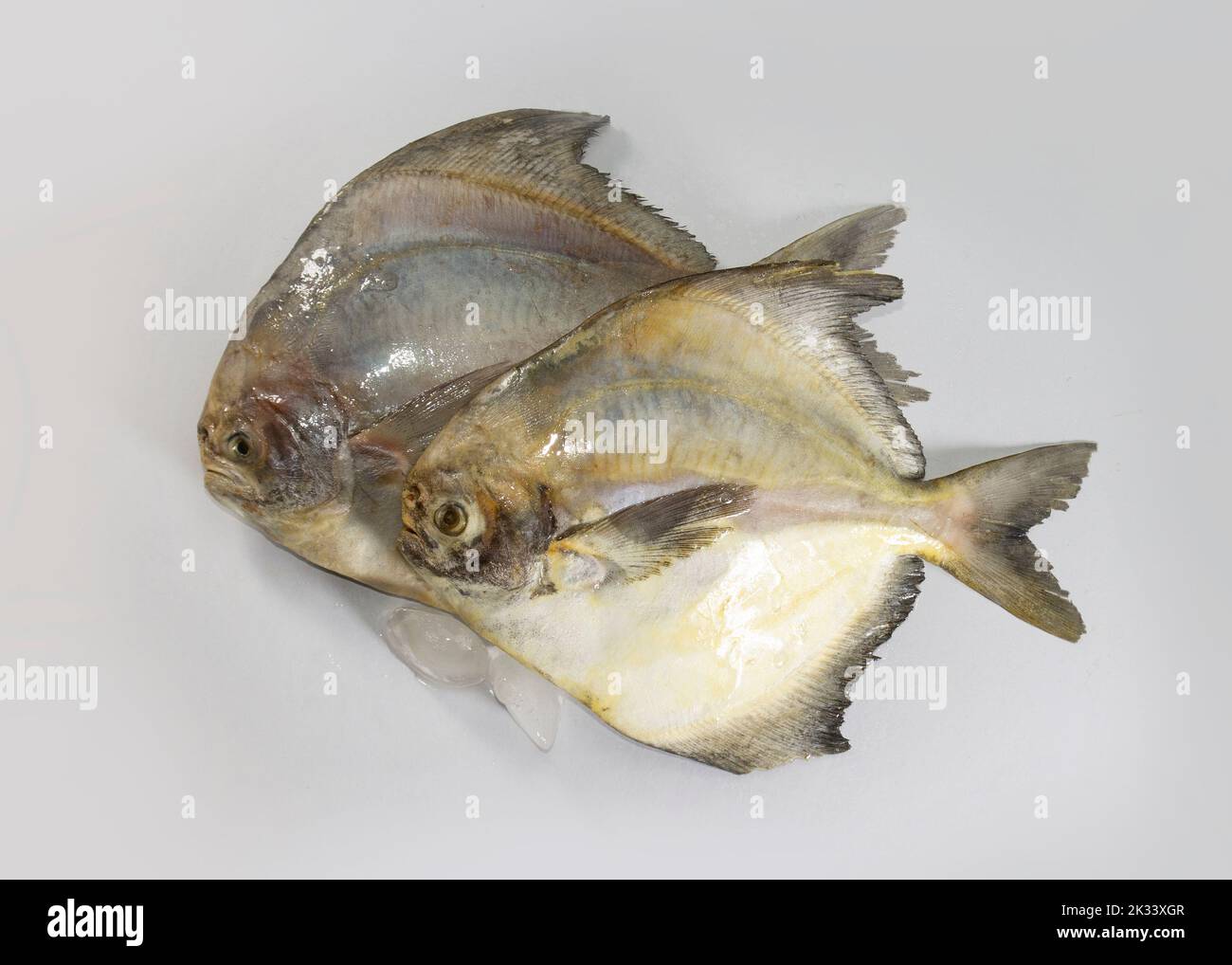 Pomfret fish in sea hi-res stock photography and images - Alamy