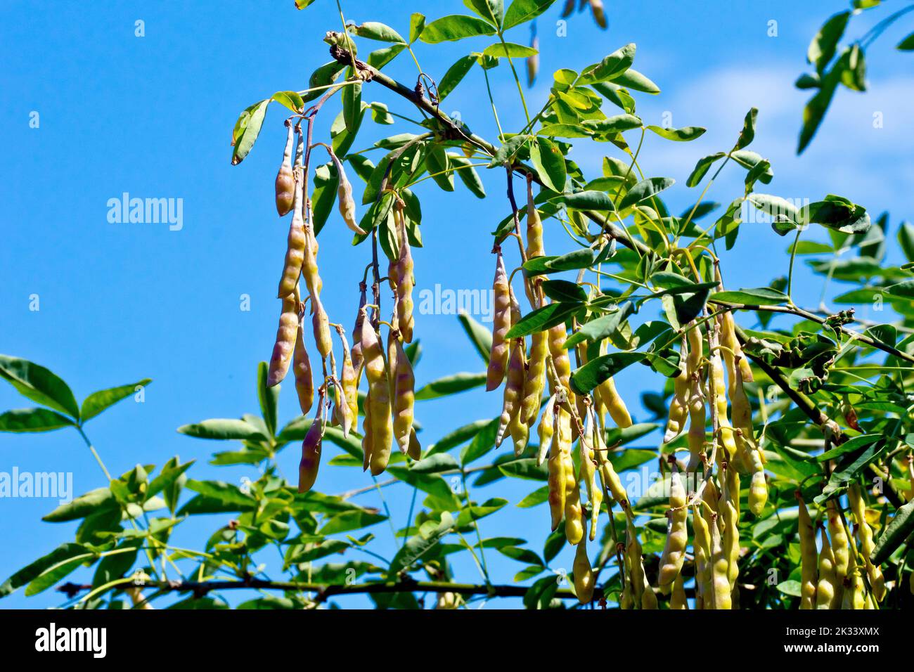 Laburnum (laburnum anagyroides), close up of the pea-like seed pods ...