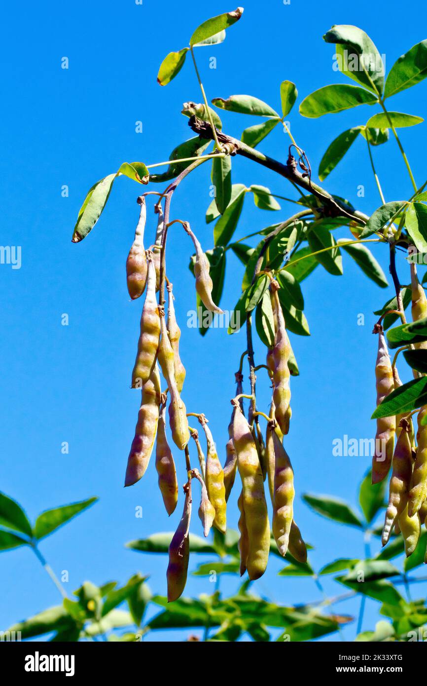 Laburnum (laburnum anagyroides), close up of the pea-like seed pods ...
