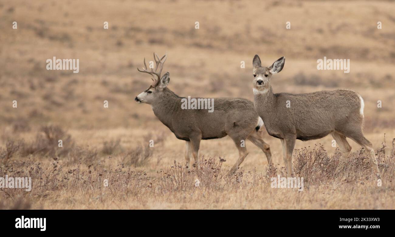 White tail deer doe and buck mating hi-res stock photography and images ...