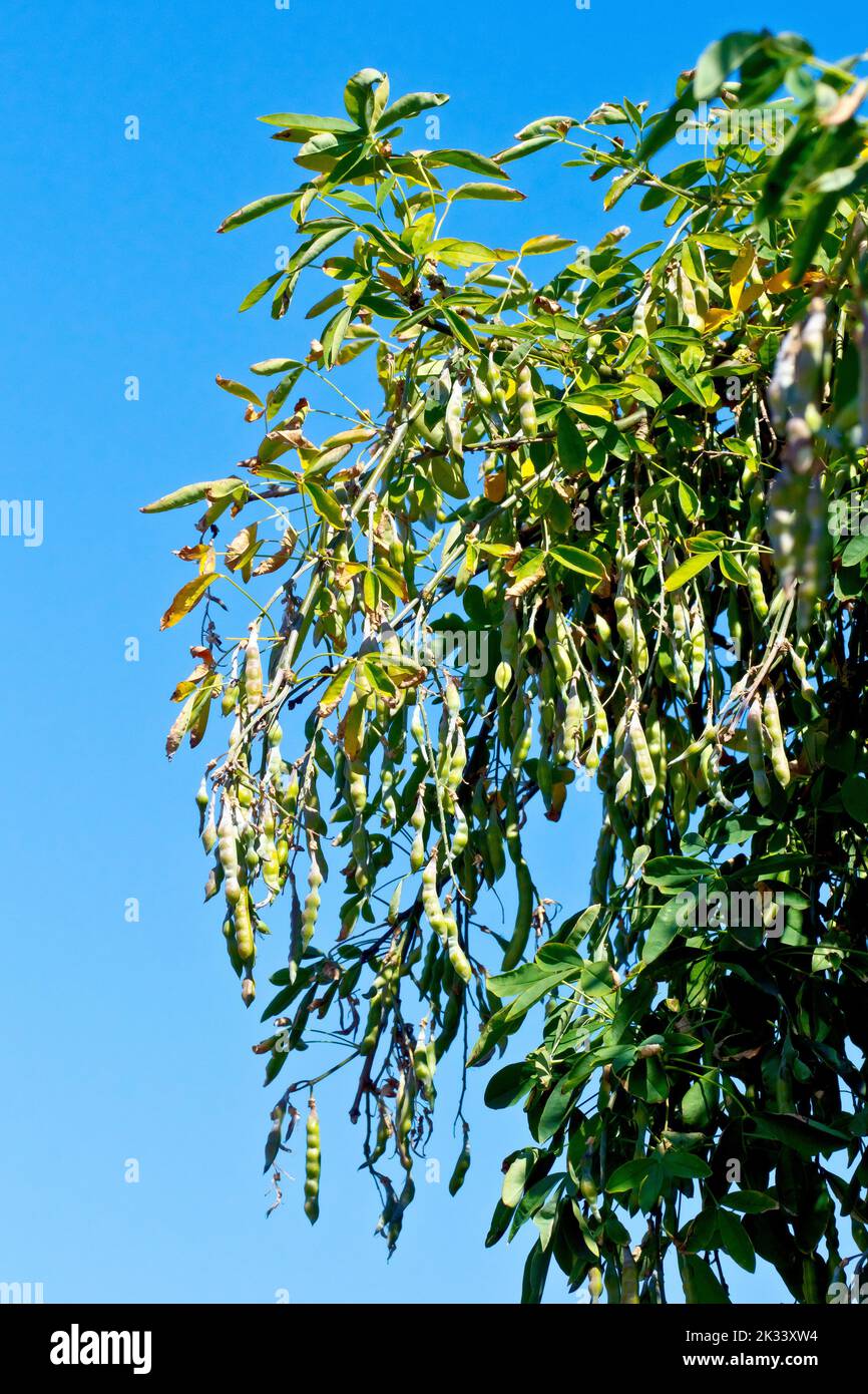 Seed pods on a tree hi-res stock photography and images - Alamy