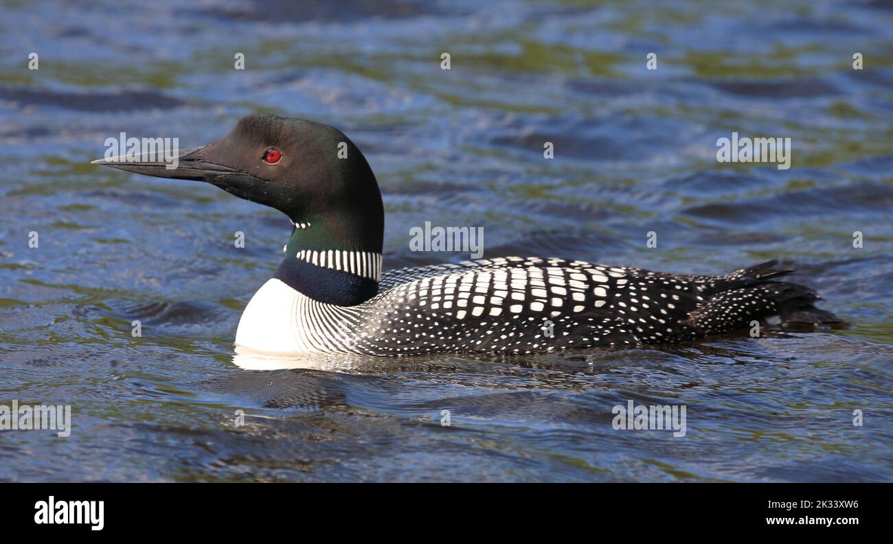 Eistaucher / Common Loon / Gavia immer Stock Photo - Alamy