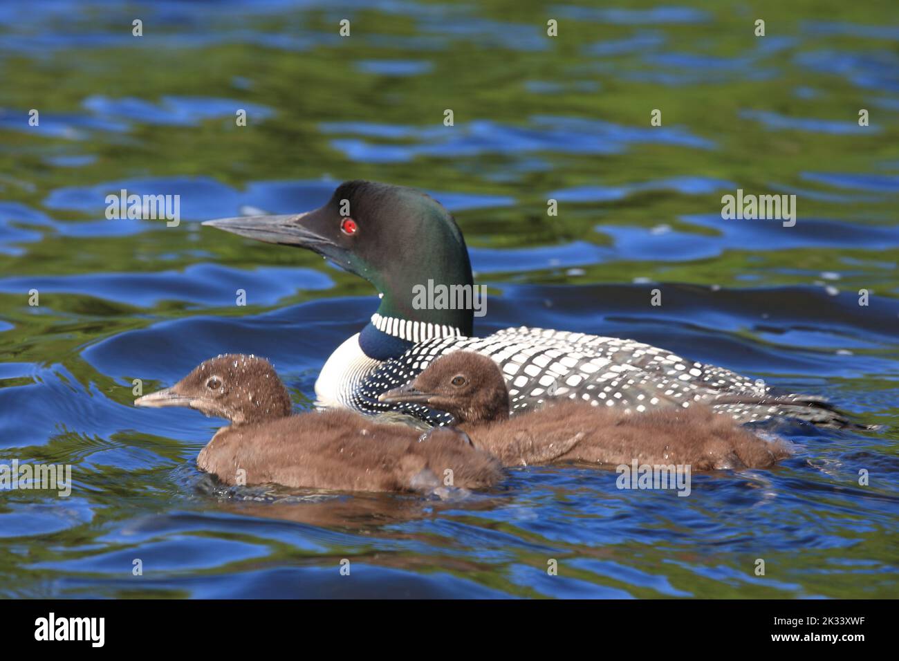 Eistaucher / Common Loon / Gavia immer Stock Photo - Alamy