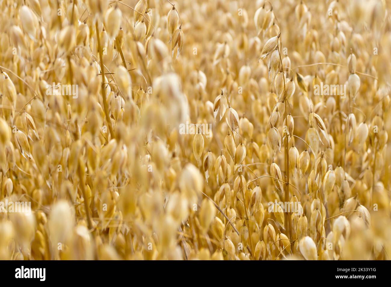 Ready for harvest arable farming agriculture crops hi-res stock ...