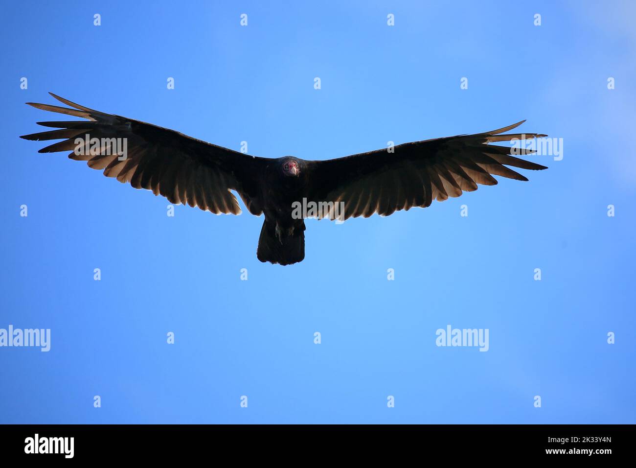 Truthahngeier / Eastern turkey vulture / Cathartes aura septentrionalis ...