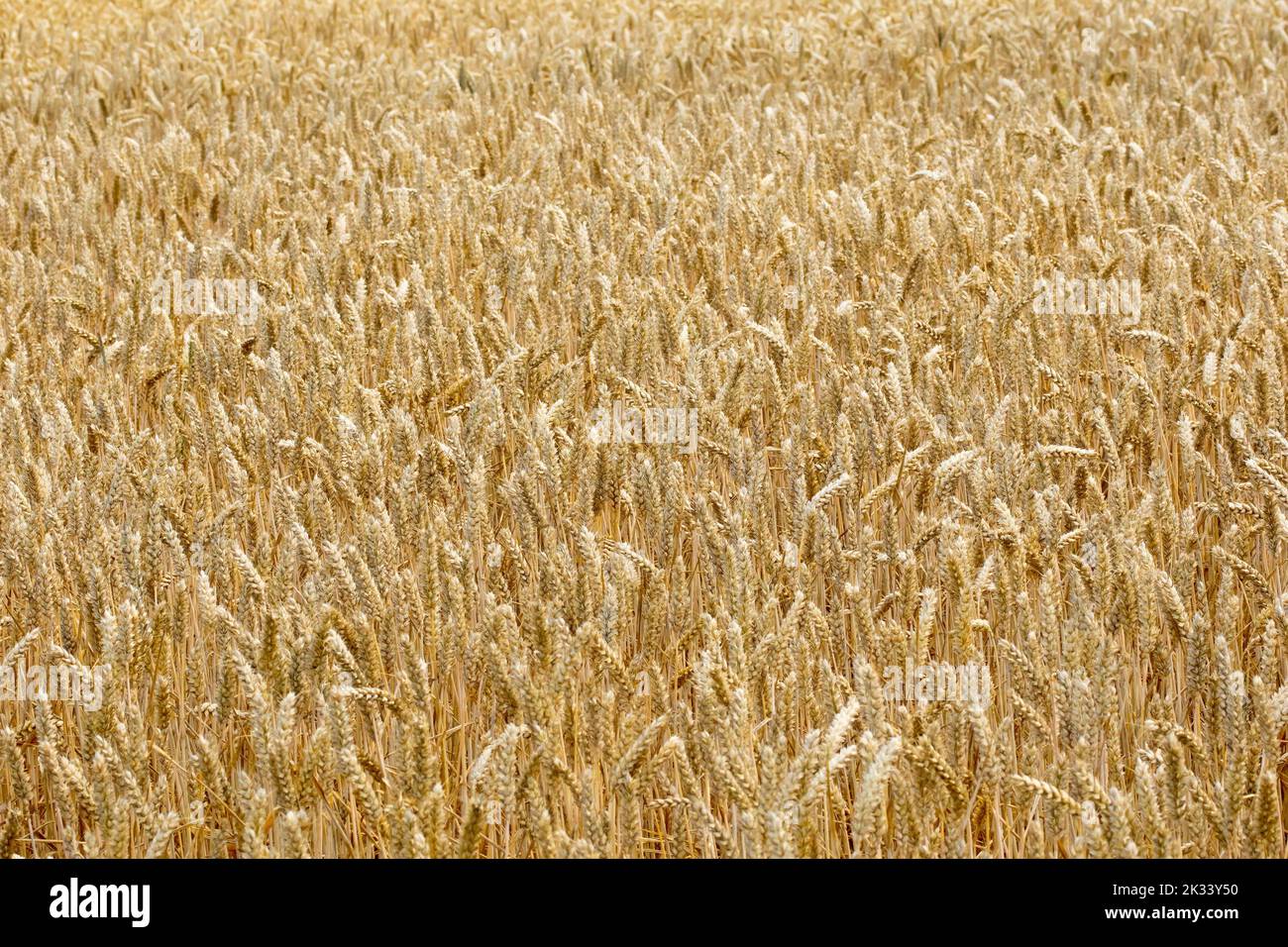 A field of ripening wheat growing on the fertile farmland of Angus, in ...