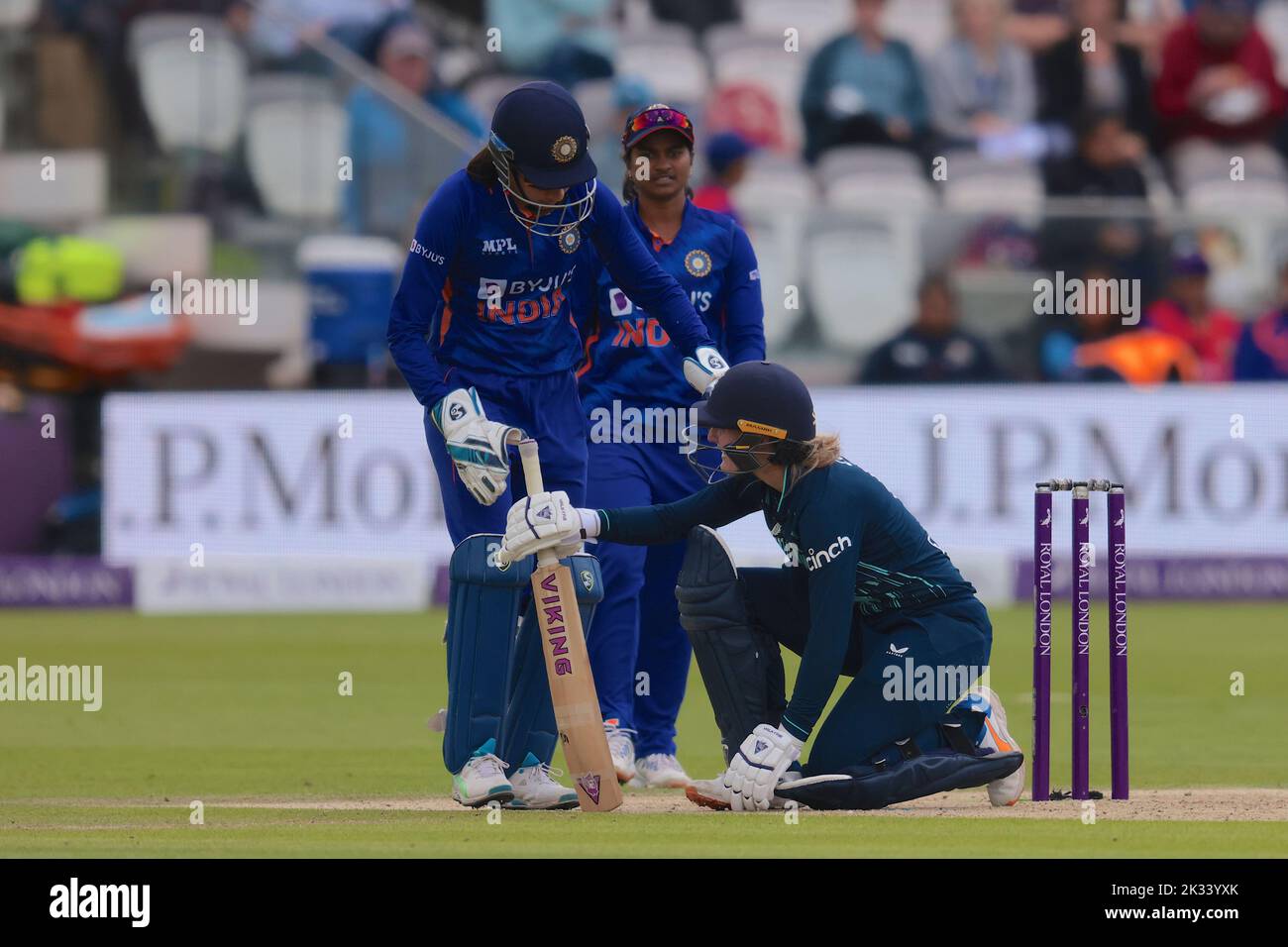 Cricket lamb hi-res stock photography and images - Alamy