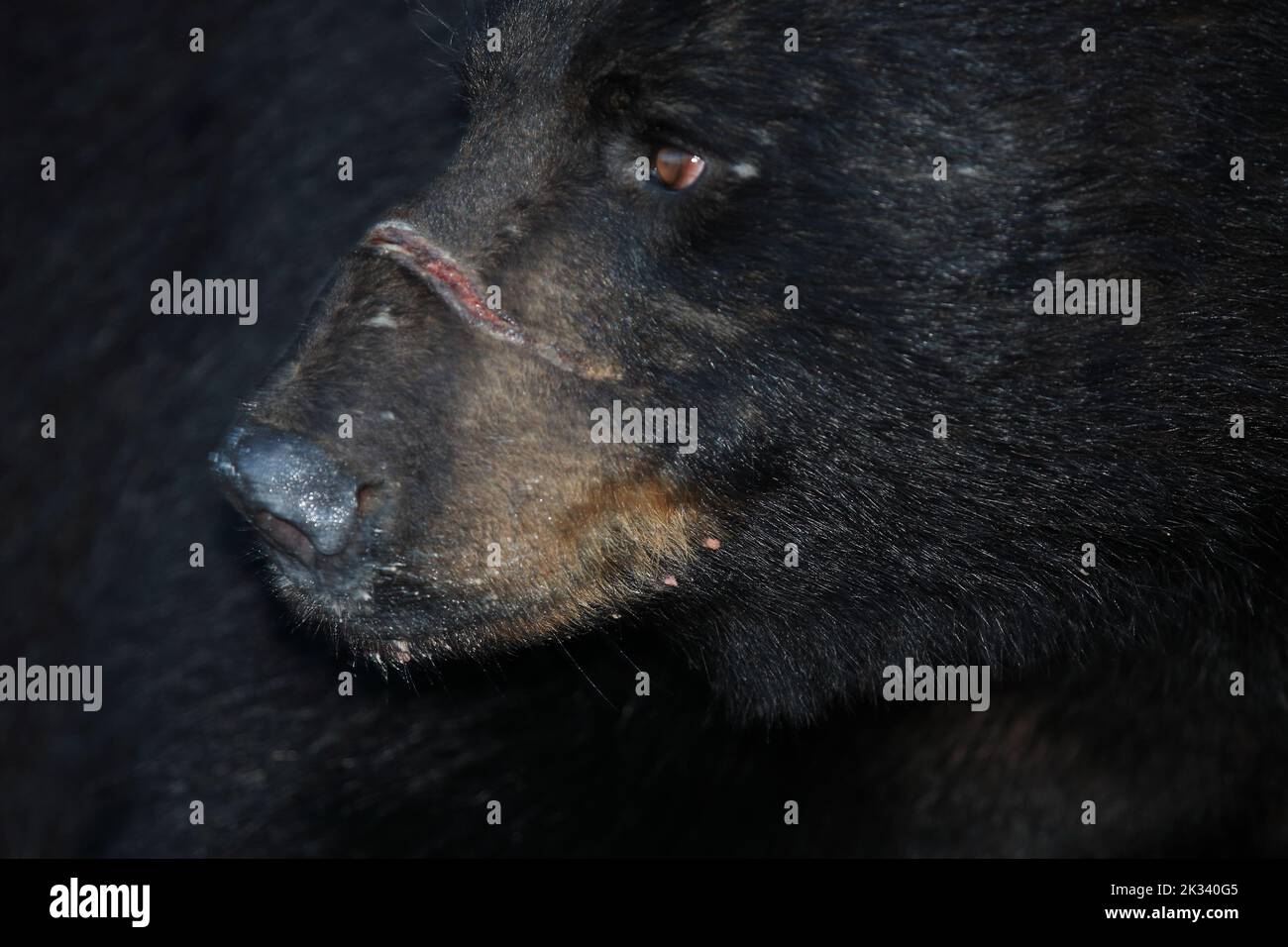 Verletzter Schwarzbär / Injured Black bear / Ursus americanus Stock ...