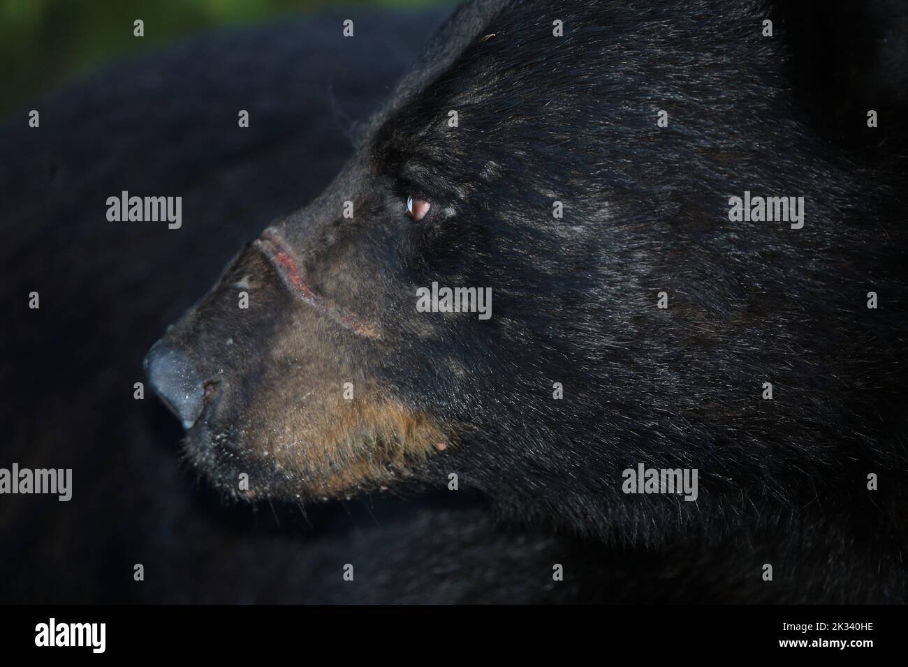 Verletzter Schwarzbär / Injured Black bear / Ursus americanus Stock ...