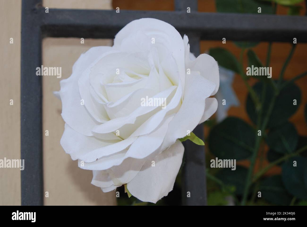 Rose climbing iceberg’ hi-res stock photography and images - Alamy