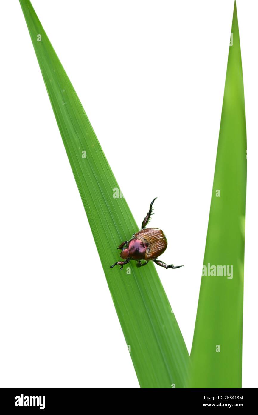 Beetle with blur background Cut Out Stock Images & Pictures - Alamy