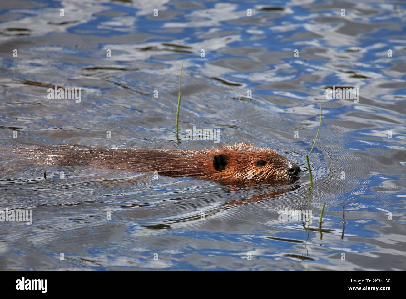 Biber / Beaver / Castor fiber Stock Photo - Alamy