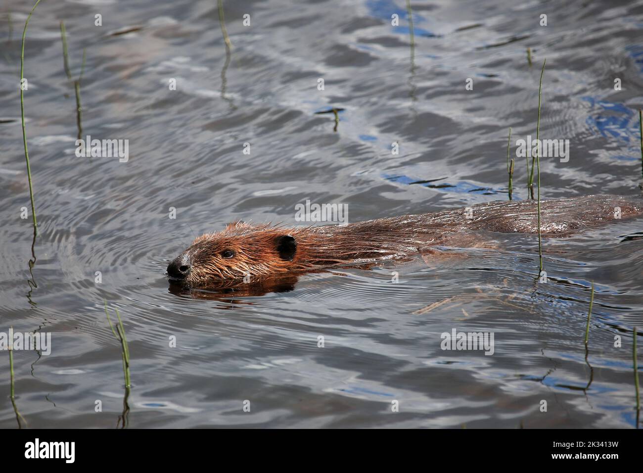 Biber / Beaver / Castor fiber Stock Photo - Alamy