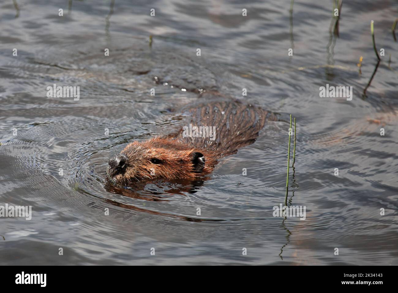 Biber / Beaver / Castor fiber Stock Photo - Alamy
