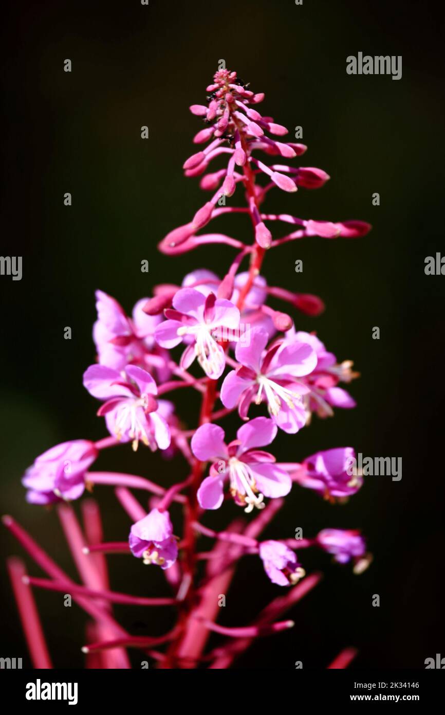 Ontario blumen hi-res stock photography and images - Alamy