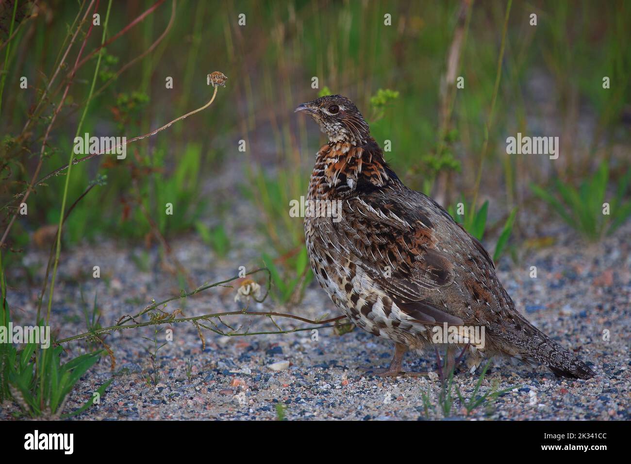 Ruffed grouses hi-res stock photography and images - Alamy