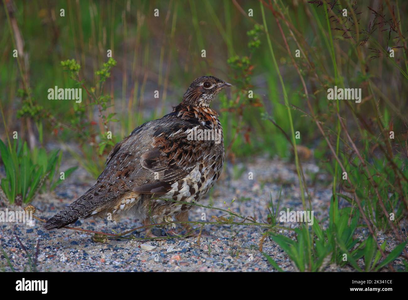 Ruffed grouses hi-res stock photography and images - Alamy